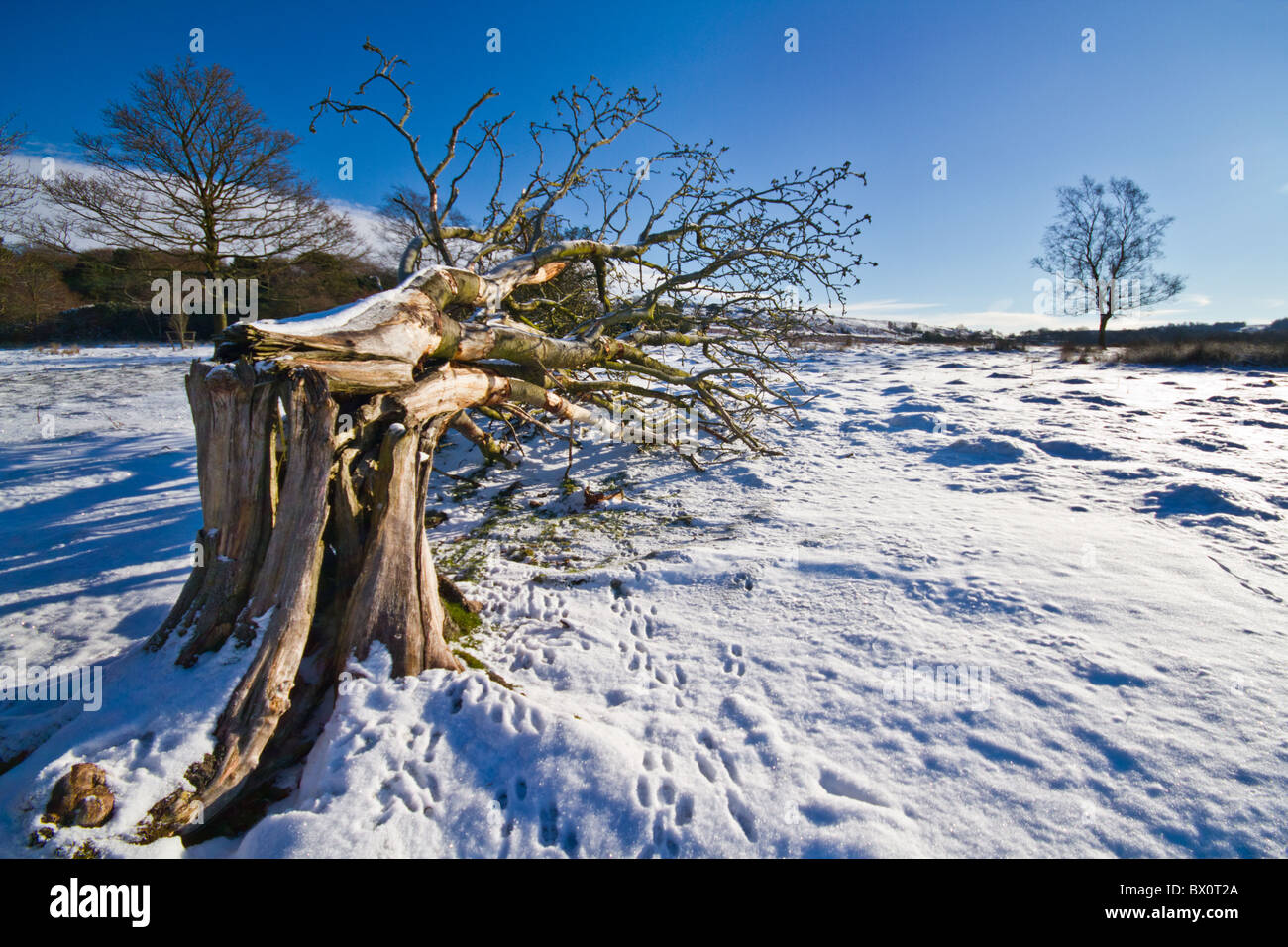 The first snows of winter on the Longshaw Estate,Peak District National ...
