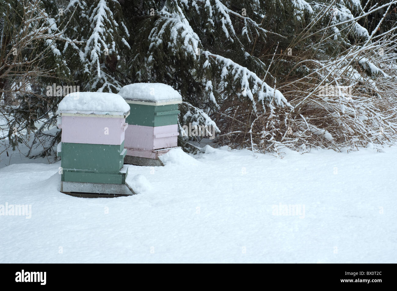 Snow hives hi-res stock photography and images - Alamy