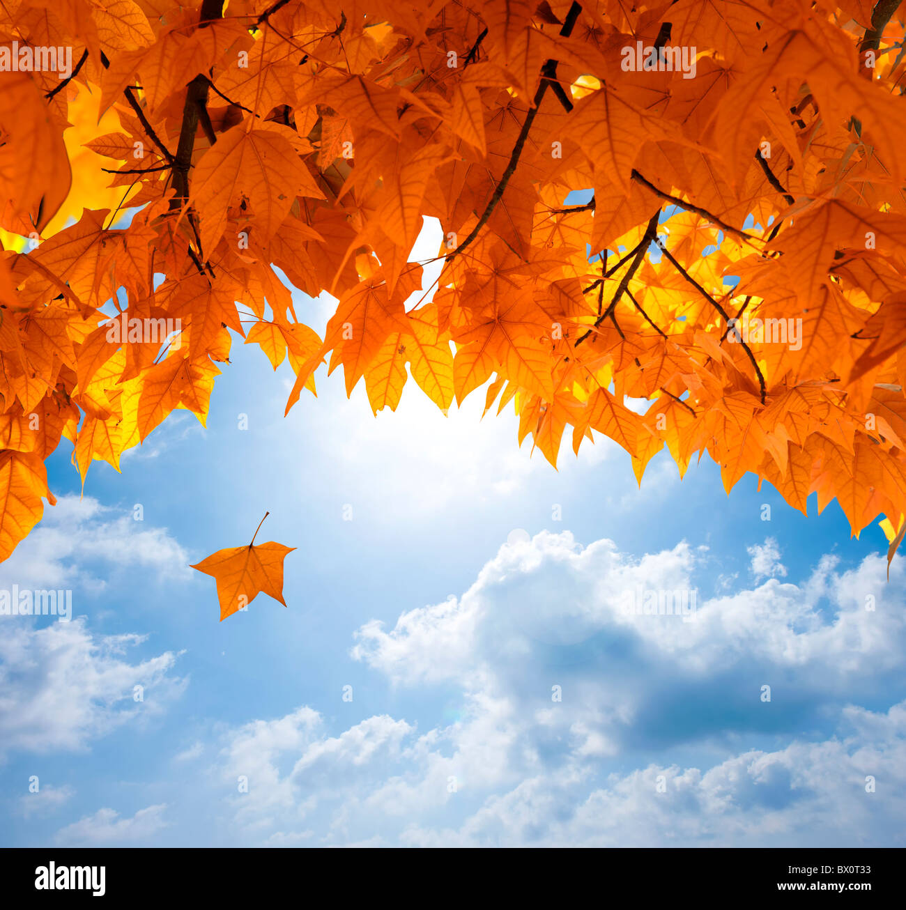 Autumn leaves against blue sky Stock Photo - Alamy