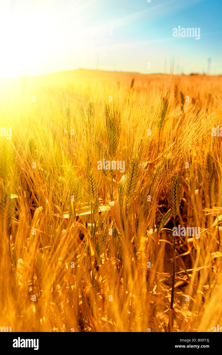 Wheat field with sun ray Stock Photo - Alamy