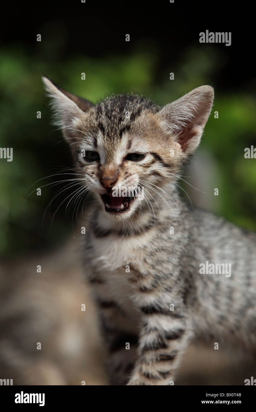 Cute Indian kitten Stock Photo - Alamy