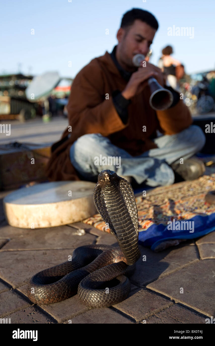 snake charmer,Djemaa el-Fna,Marrakech,Morocco Stock Photo - Alamy