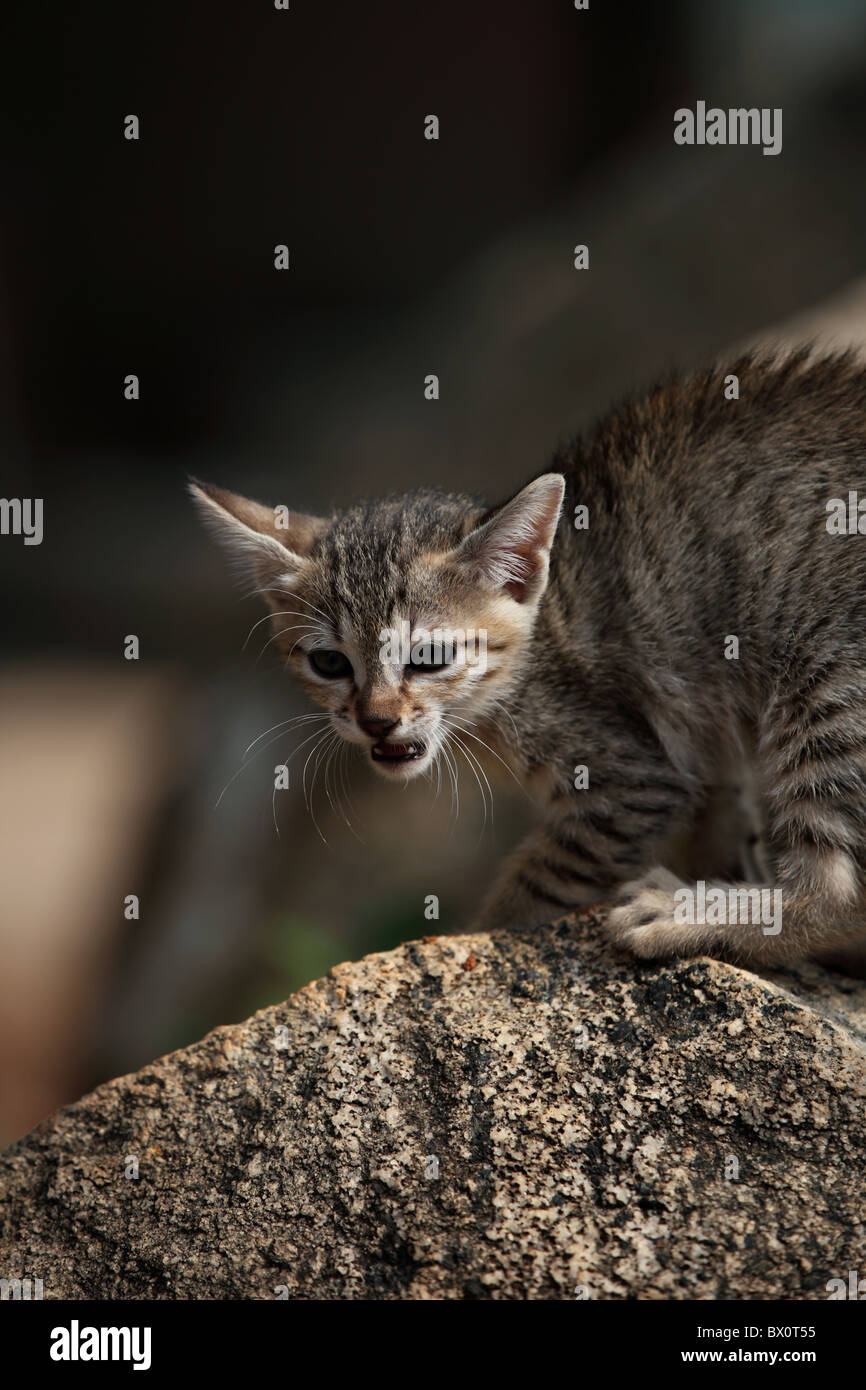 cute indian cat Stock Photo - Alamy