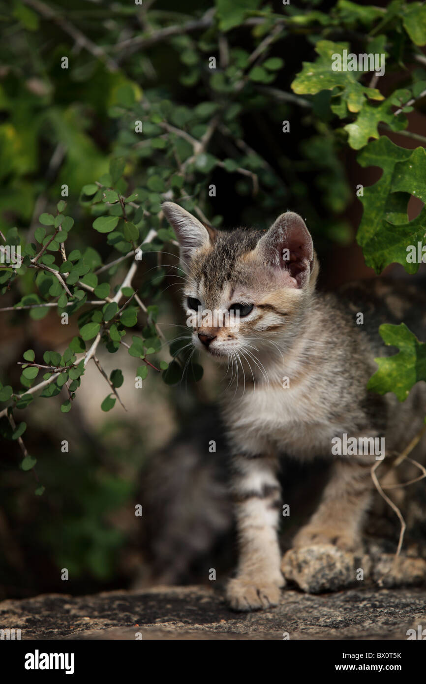 cute indian cat Stock Photo - Alamy