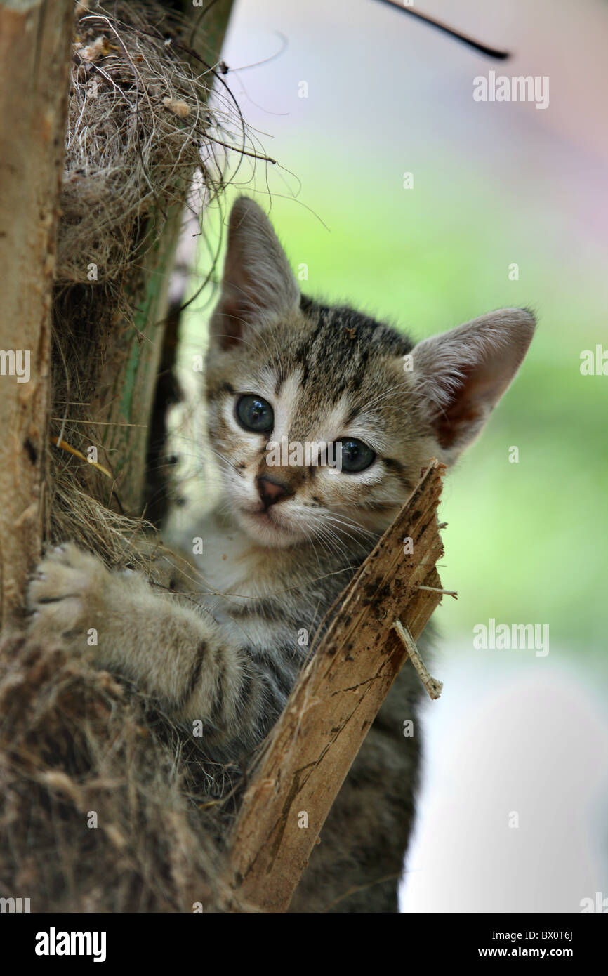 Indian cats hi-res stock photography and images - Alamy