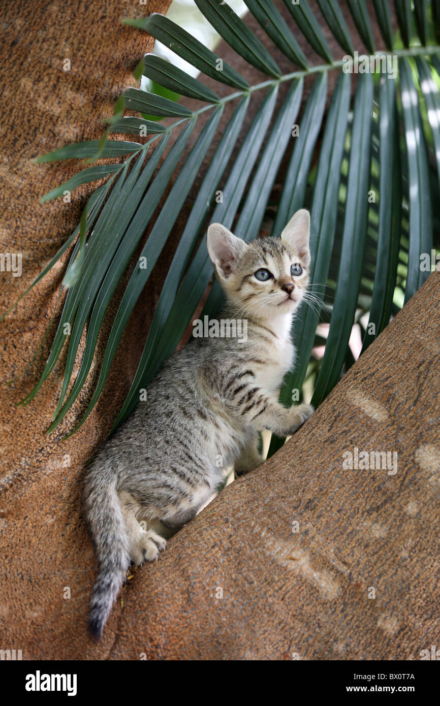 cute indian cat Stock Photo - Alamy