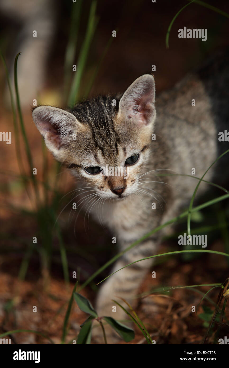 cute indian cat Stock Photo - Alamy