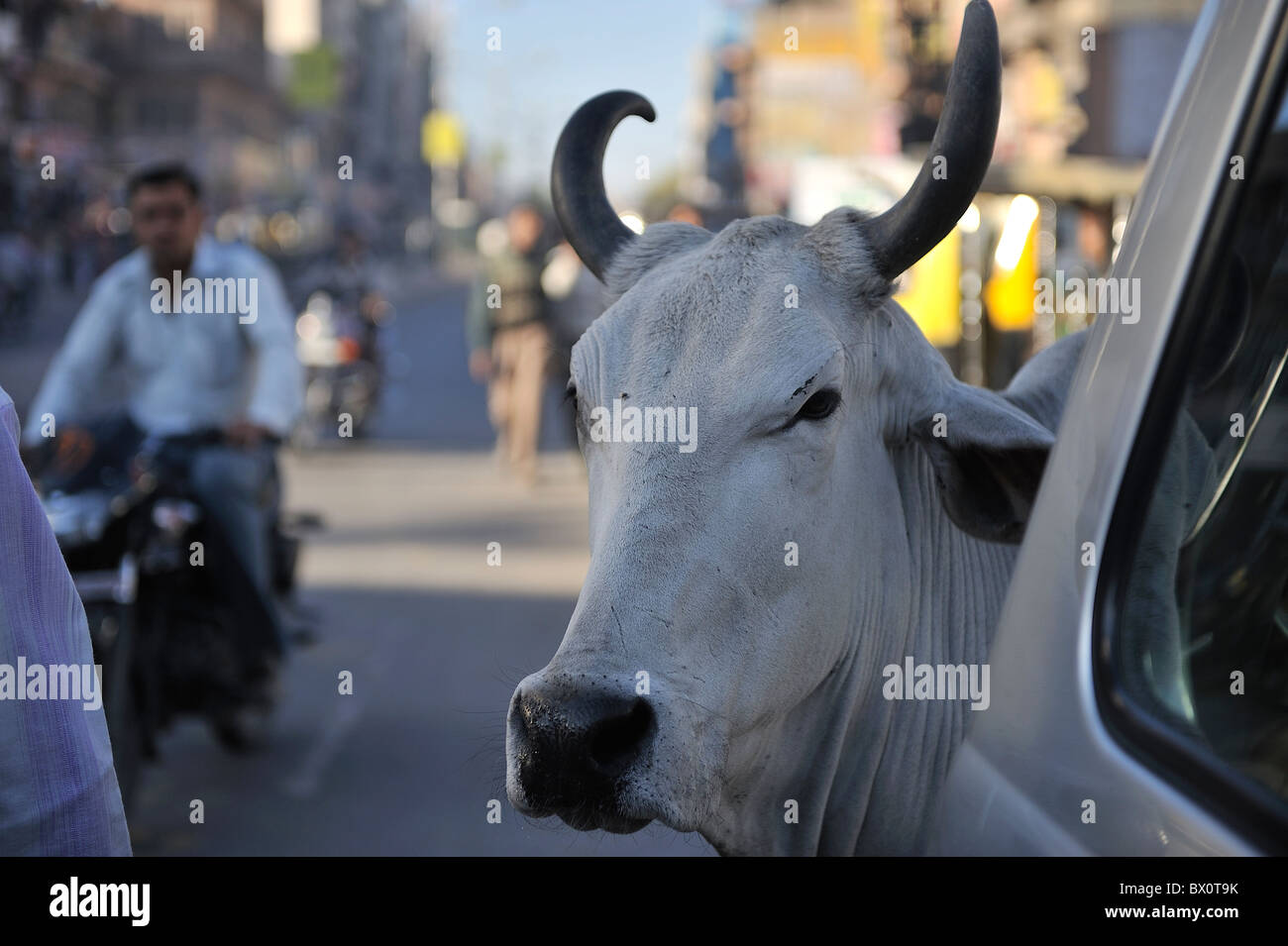 A free-roaming cow in downtown Jodhpur, Rajasthan Stock Photo - Alamy