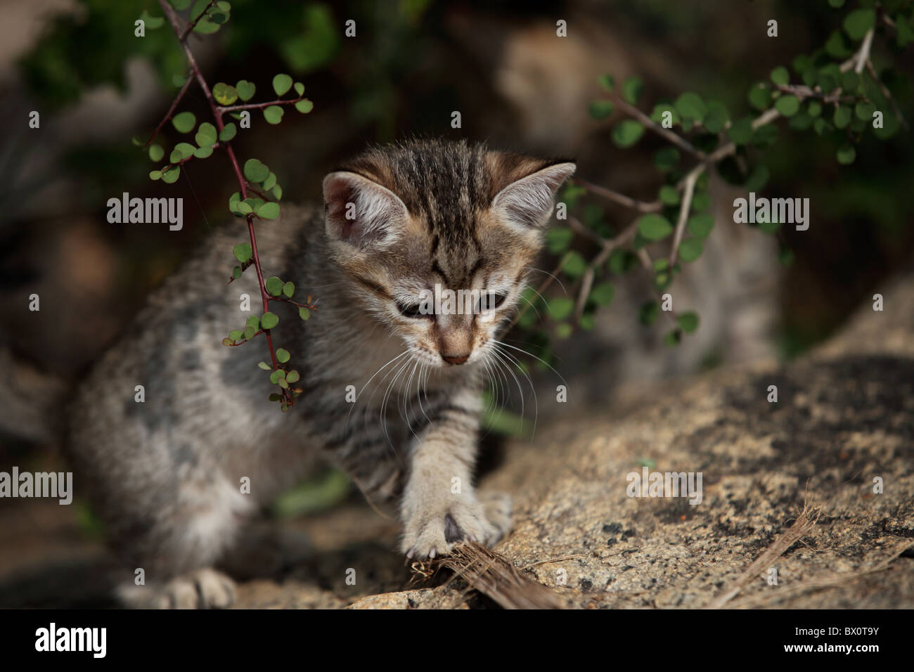 cute indian cat Stock Photo - Alamy