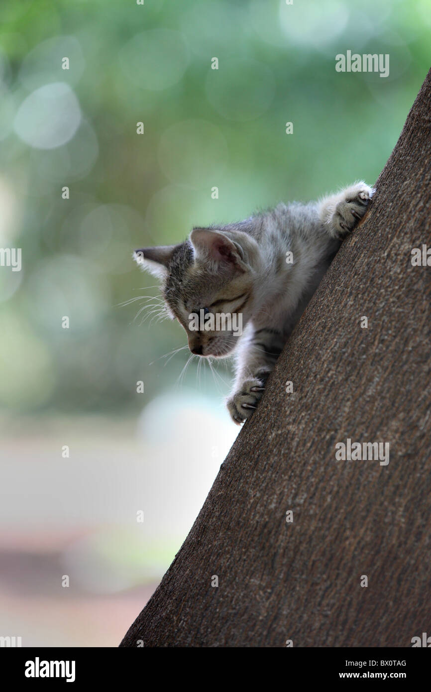 cute indian cat Stock Photo - Alamy