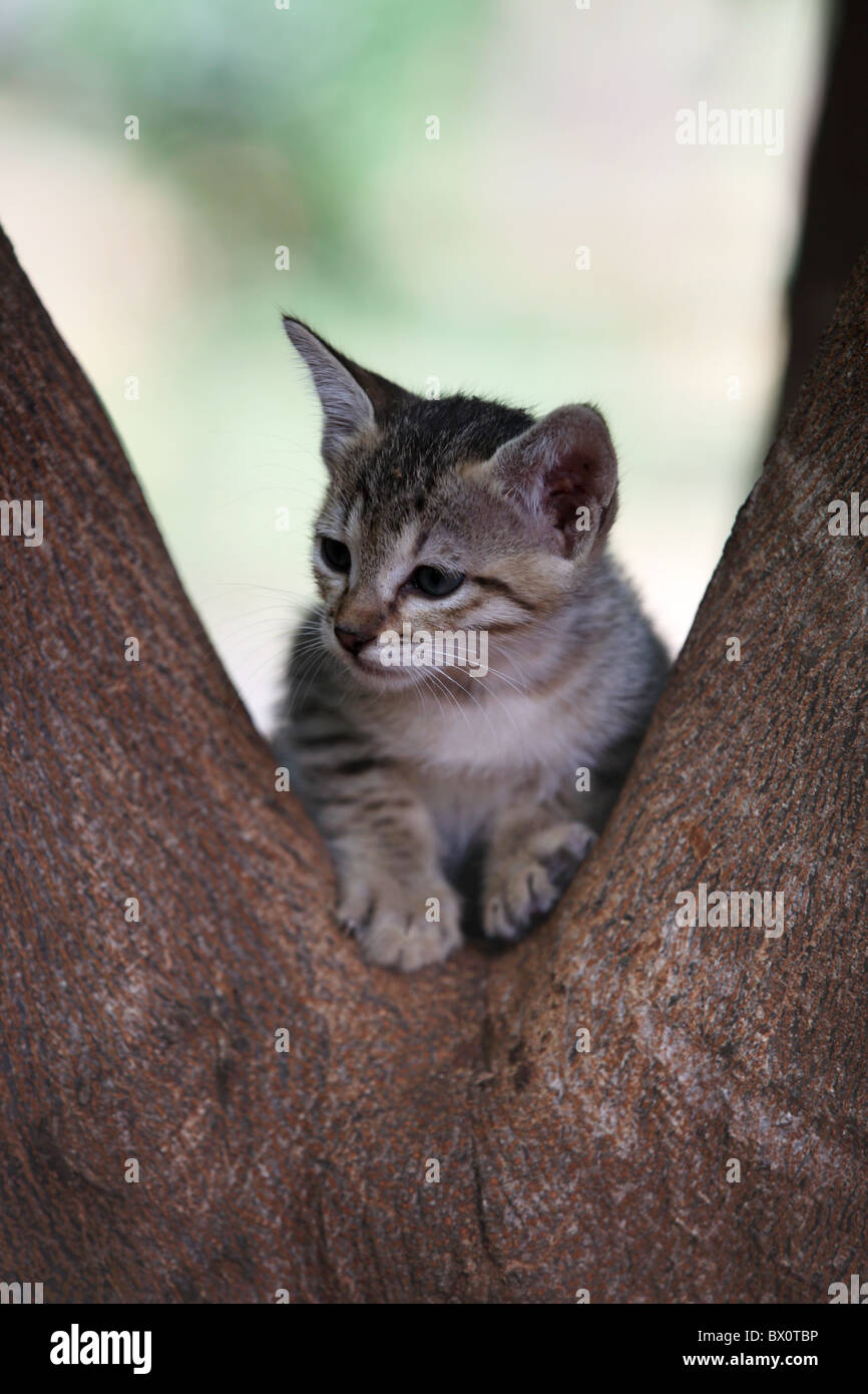 cute indian cat Stock Photo - Alamy