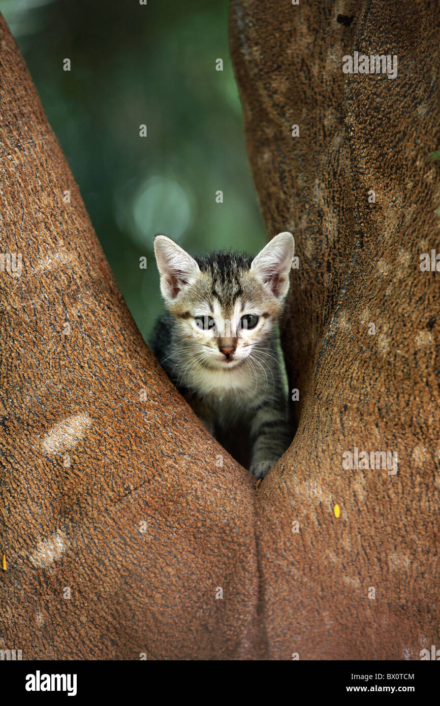 cute indian cat Stock Photo - Alamy