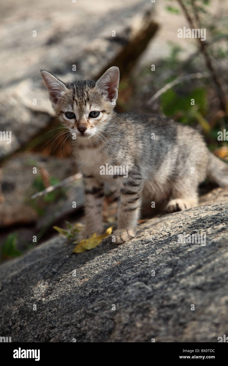 cute indian cat Stock Photo - Alamy