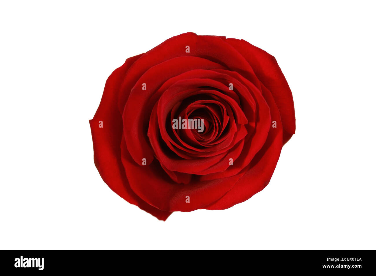 beautiful red rose isolated on white background macro Stock Photo - Alamy