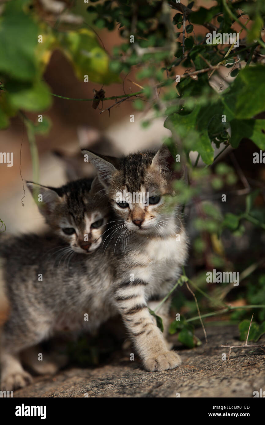 cute indian cat Stock Photo - Alamy