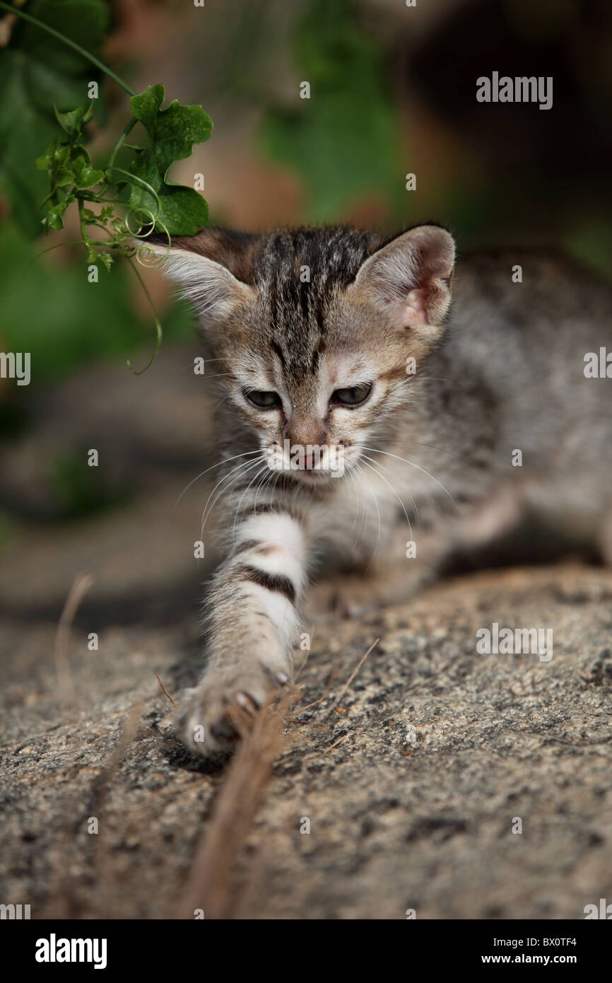 cute indian cat Stock Photo - Alamy
