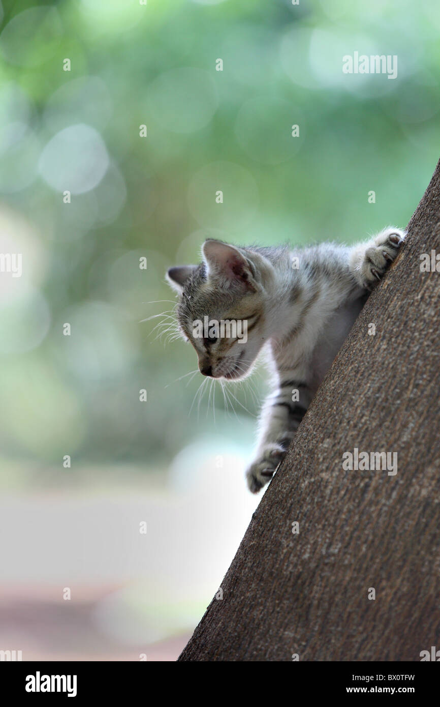 cute indian cat Stock Photo - Alamy