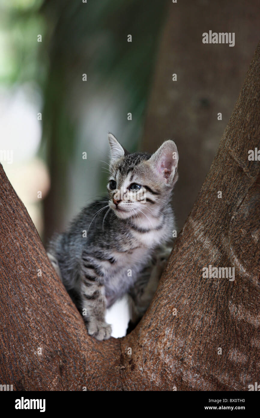 cute indian cat Stock Photo - Alamy