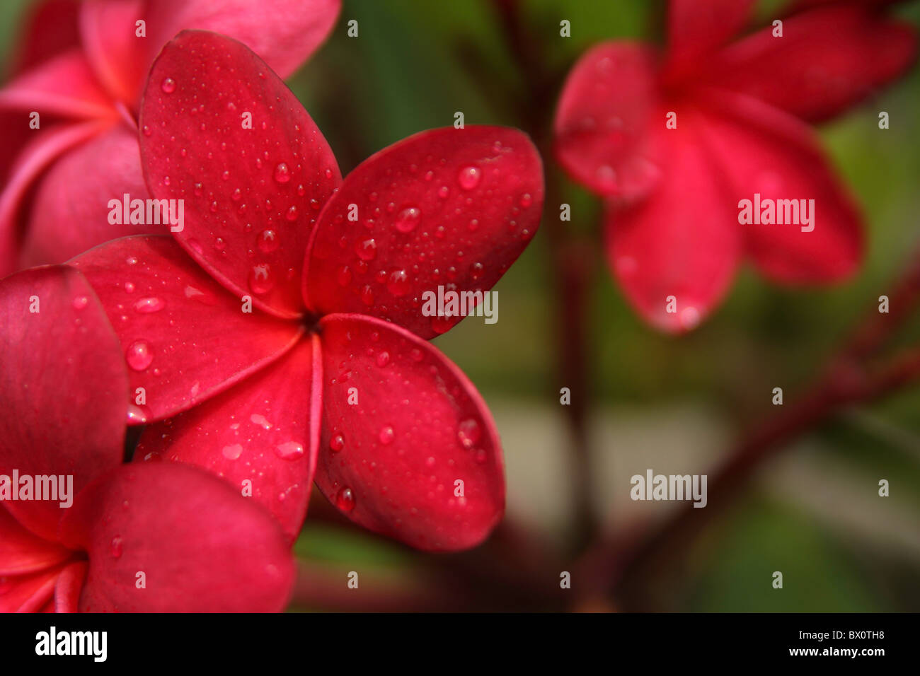 Red frangipani hi-res stock photography and images - Alamy