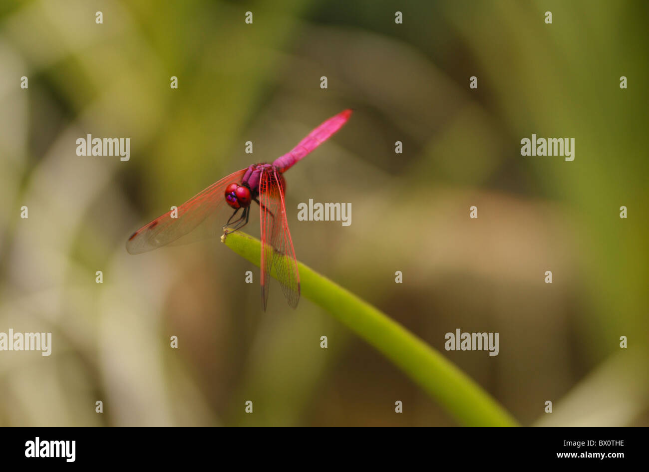 Dragon fly wings hi-res stock photography and images - Alamy