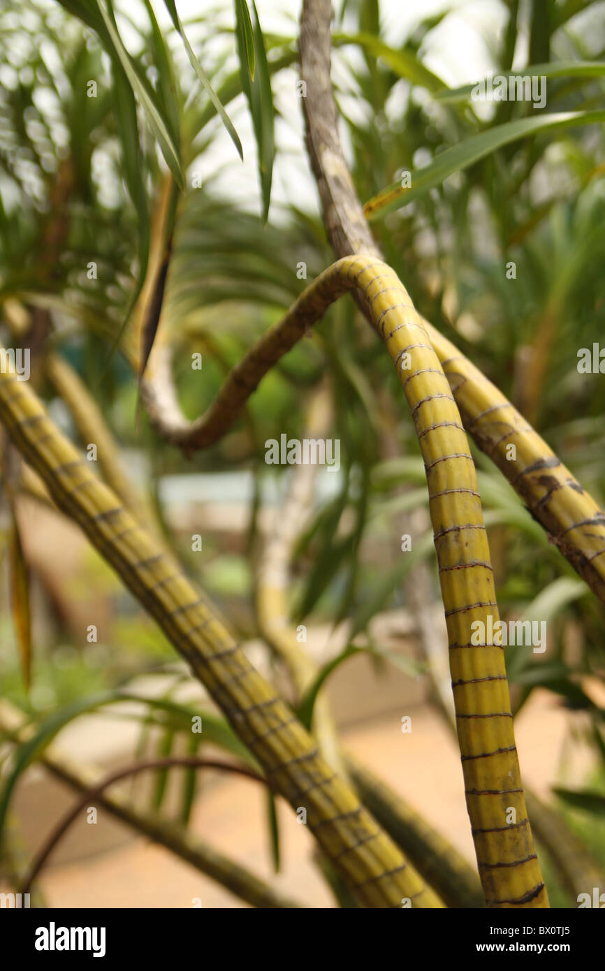 Bamboo tree hi-res stock photography and images - Alamy