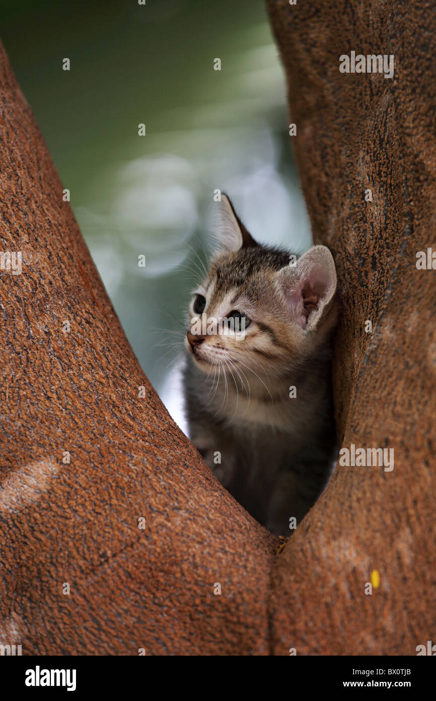 cute indian cat Stock Photo - Alamy