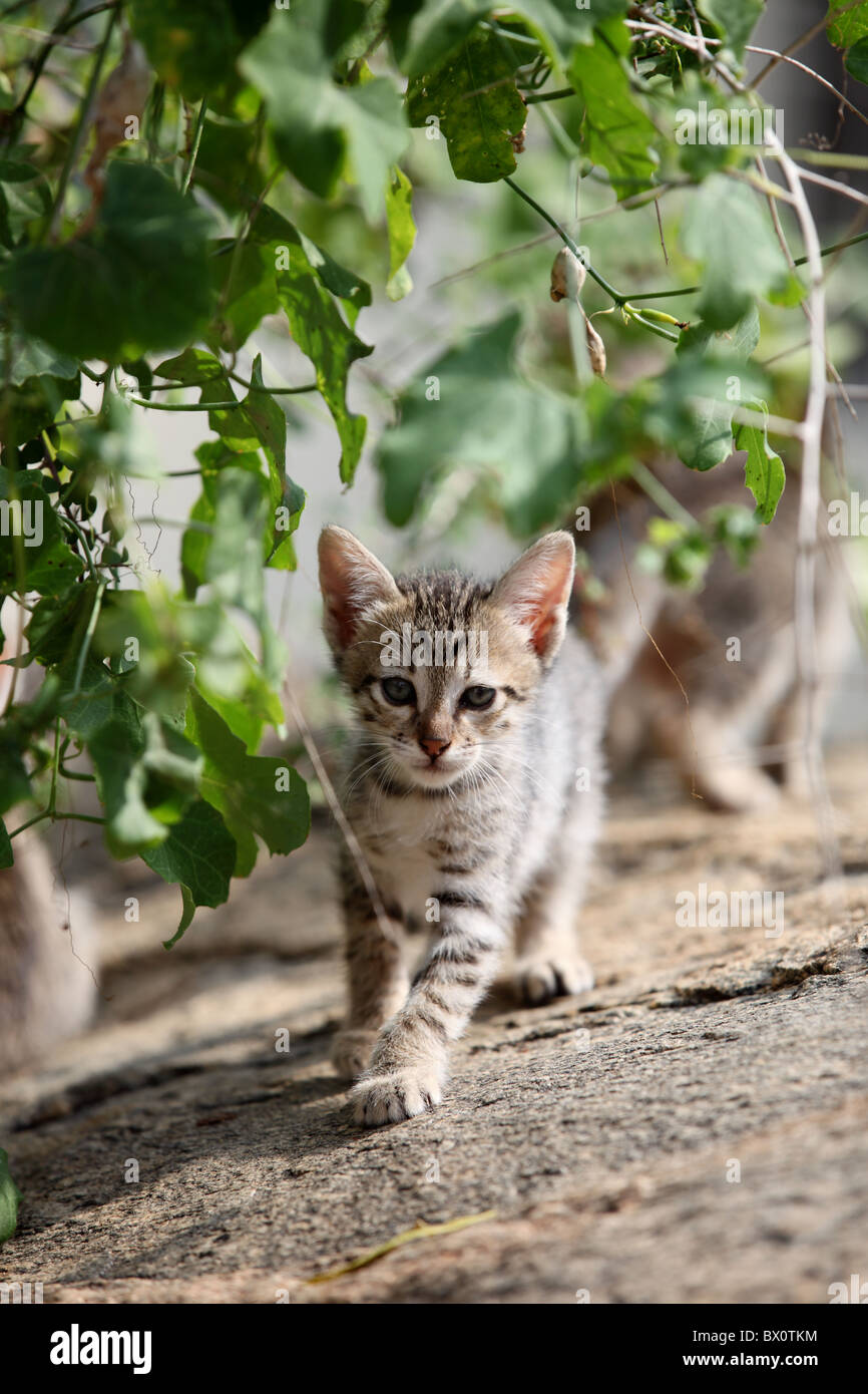 cute indian cat Stock Photo - Alamy