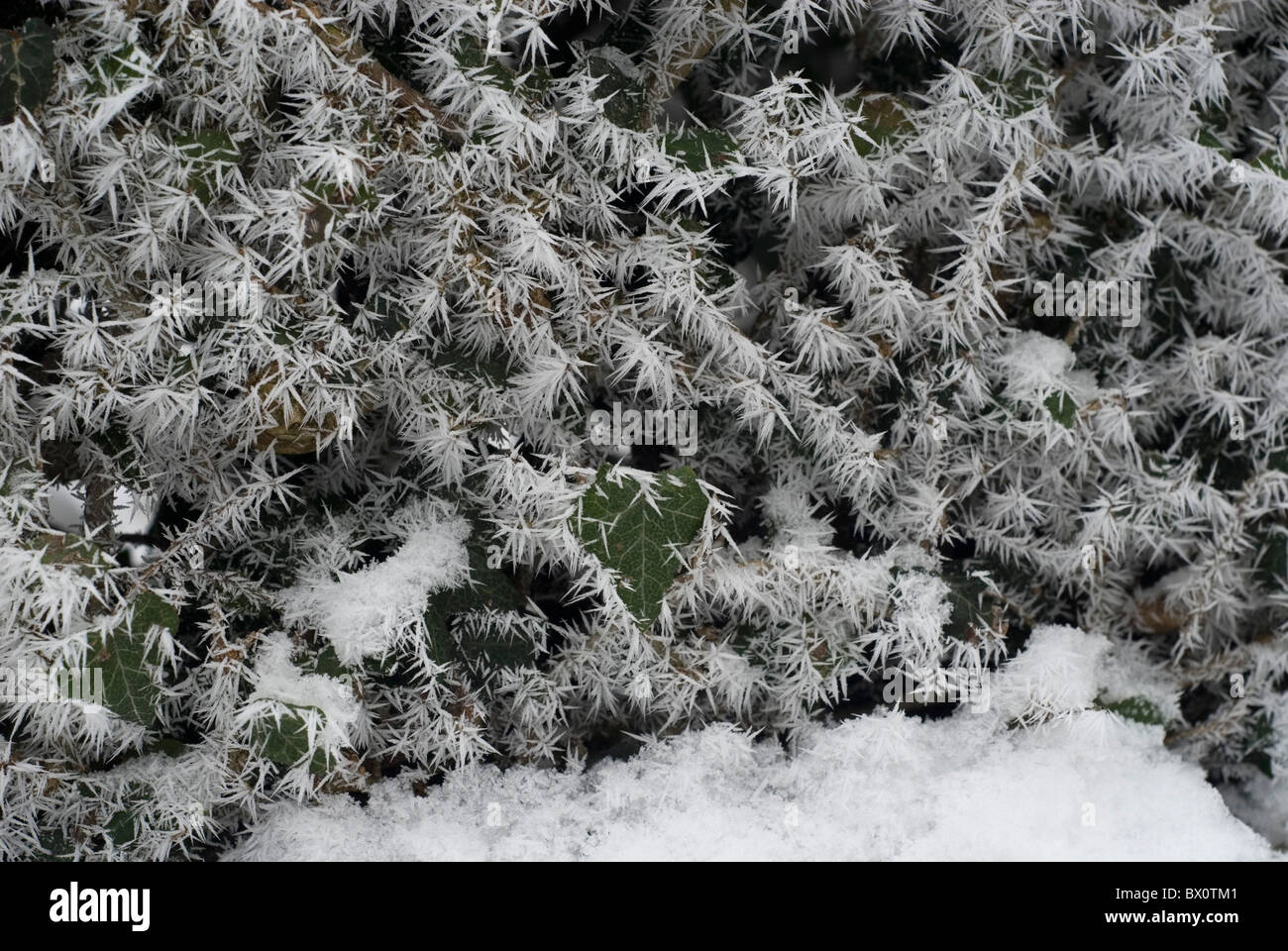 Ivy patterns hi-res stock photography and images - Alamy
