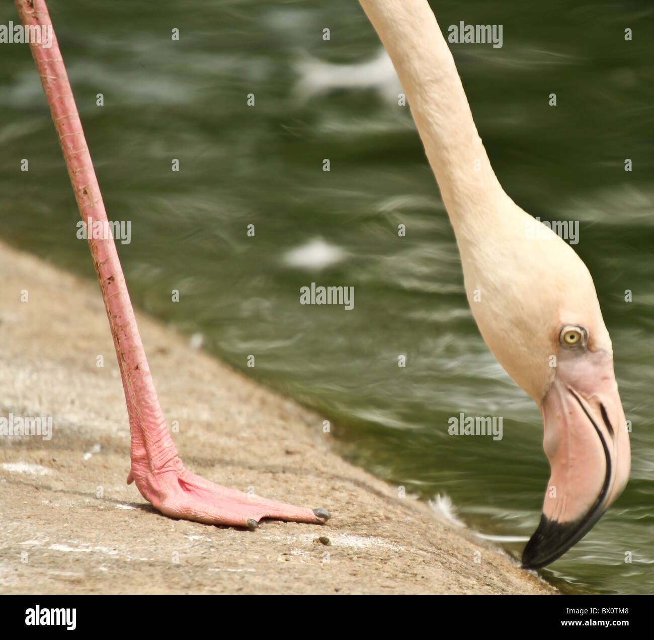 Pink stroll hi-res stock photography and images - Alamy