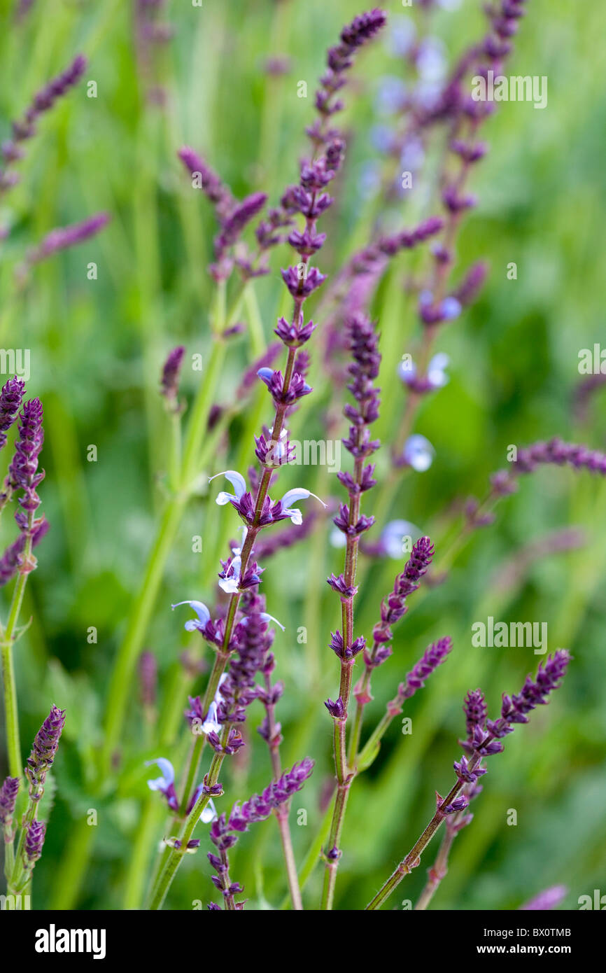 Salvia superba hi-res stock photography and images - Alamy