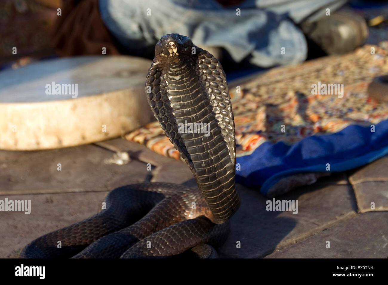 Black cobra hi-res stock photography and images - Alamy