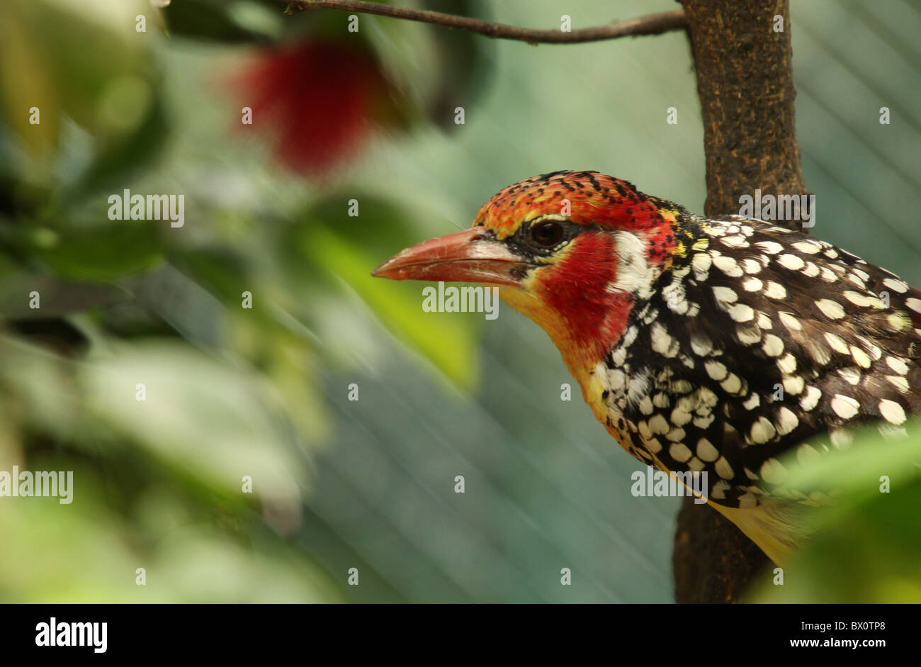 Spotted bird hi-res stock photography and images - Alamy