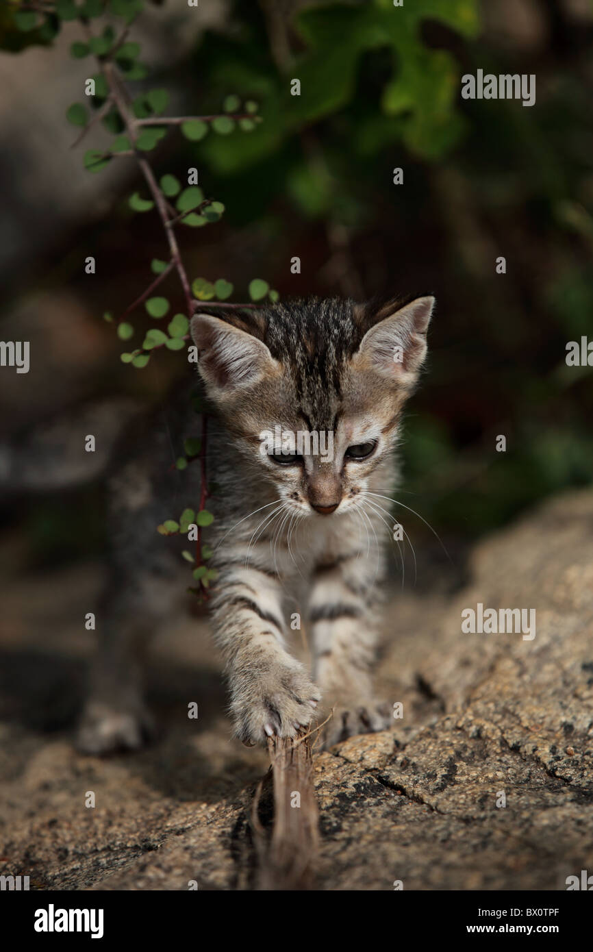 cute indian cat Stock Photo - Alamy