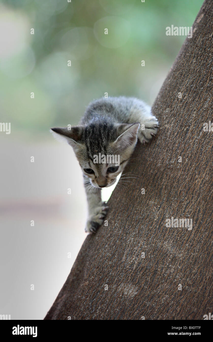 cute indian cat Stock Photo - Alamy