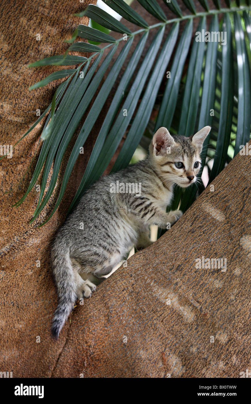 cute indian cat Stock Photo - Alamy