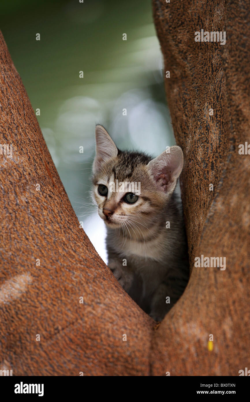 cute indian cat Stock Photo - Alamy