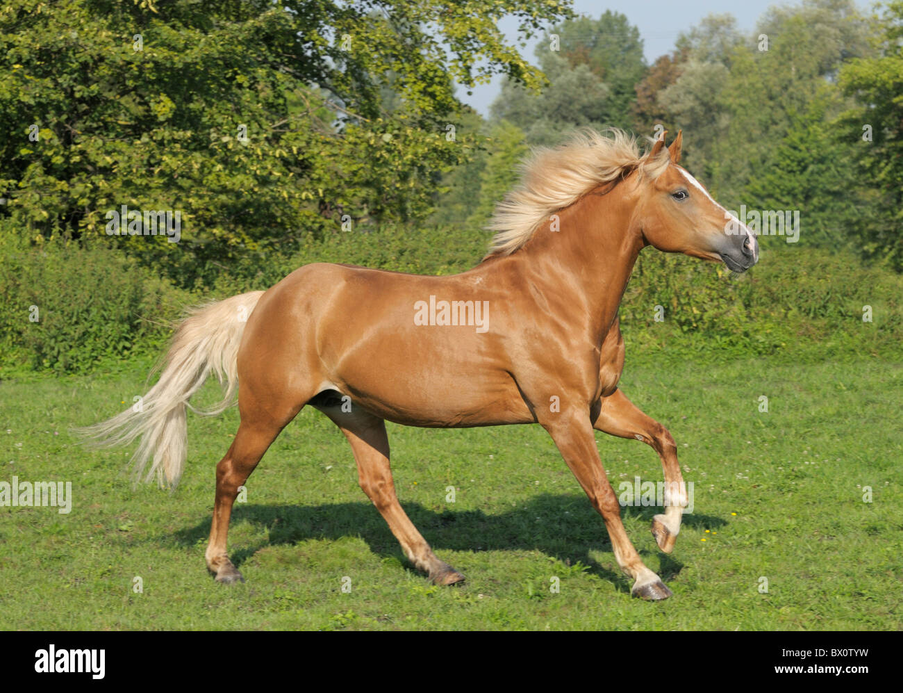 Haflinger Horse In Gallop High Resolution Stock Photography and Images ...