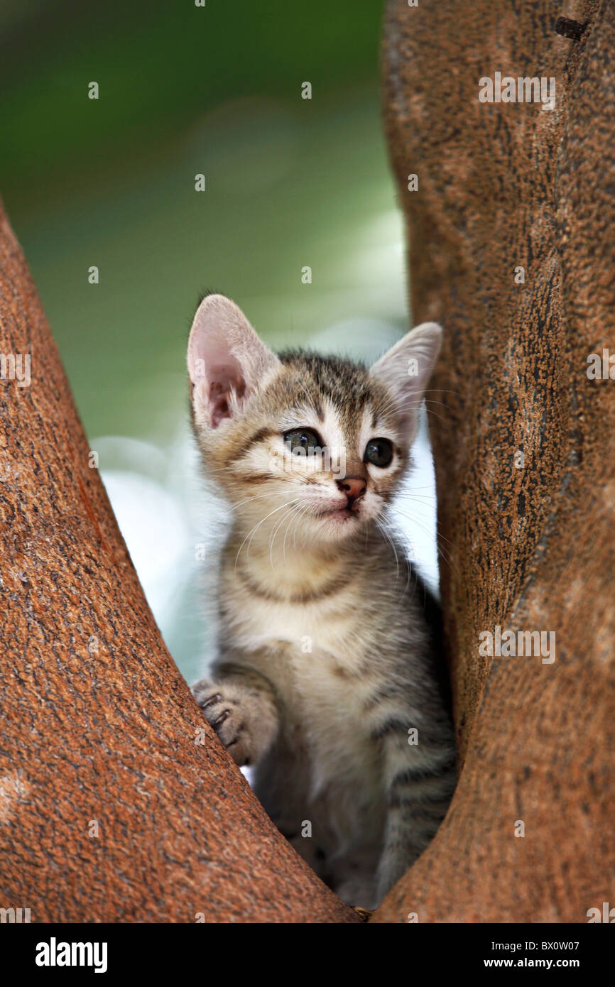 cute indian cat Stock Photo - Alamy