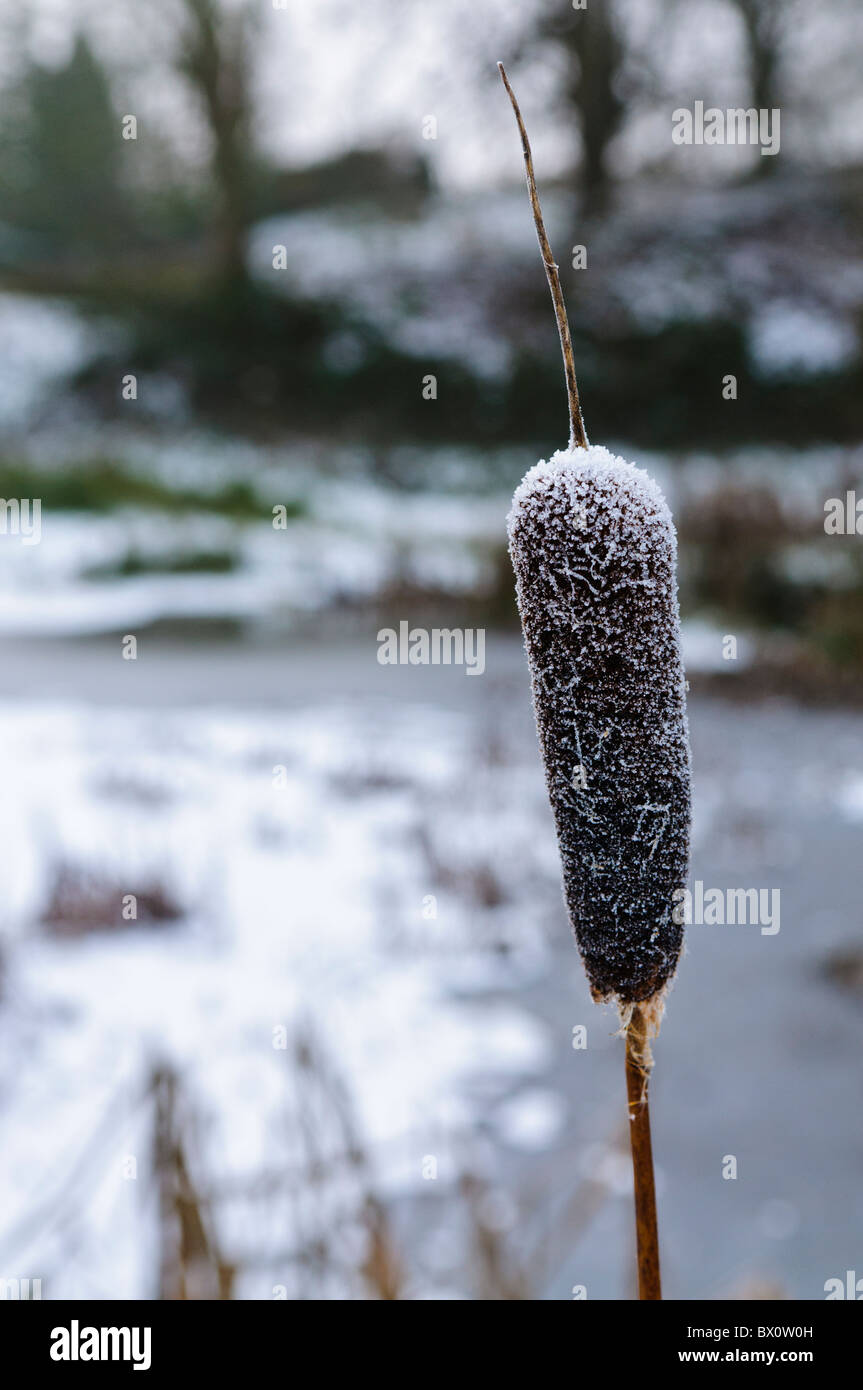 Bulrush covered in frost beside a pond with snow Stock Photo - Alamy