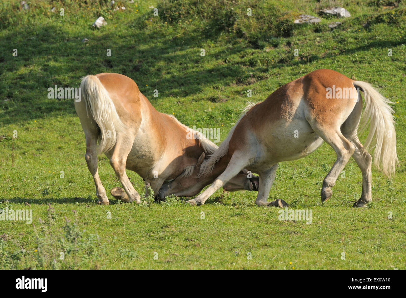 Two fighting stallions hi-res stock photography and images - Alamy