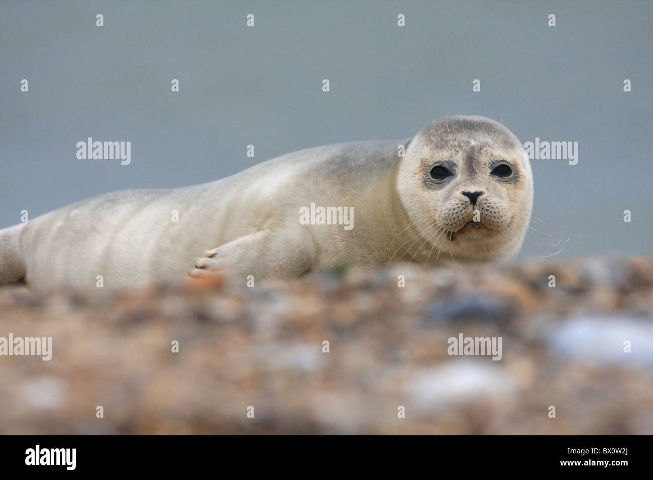 Halichoer hi-res stock photography and images - Alamy