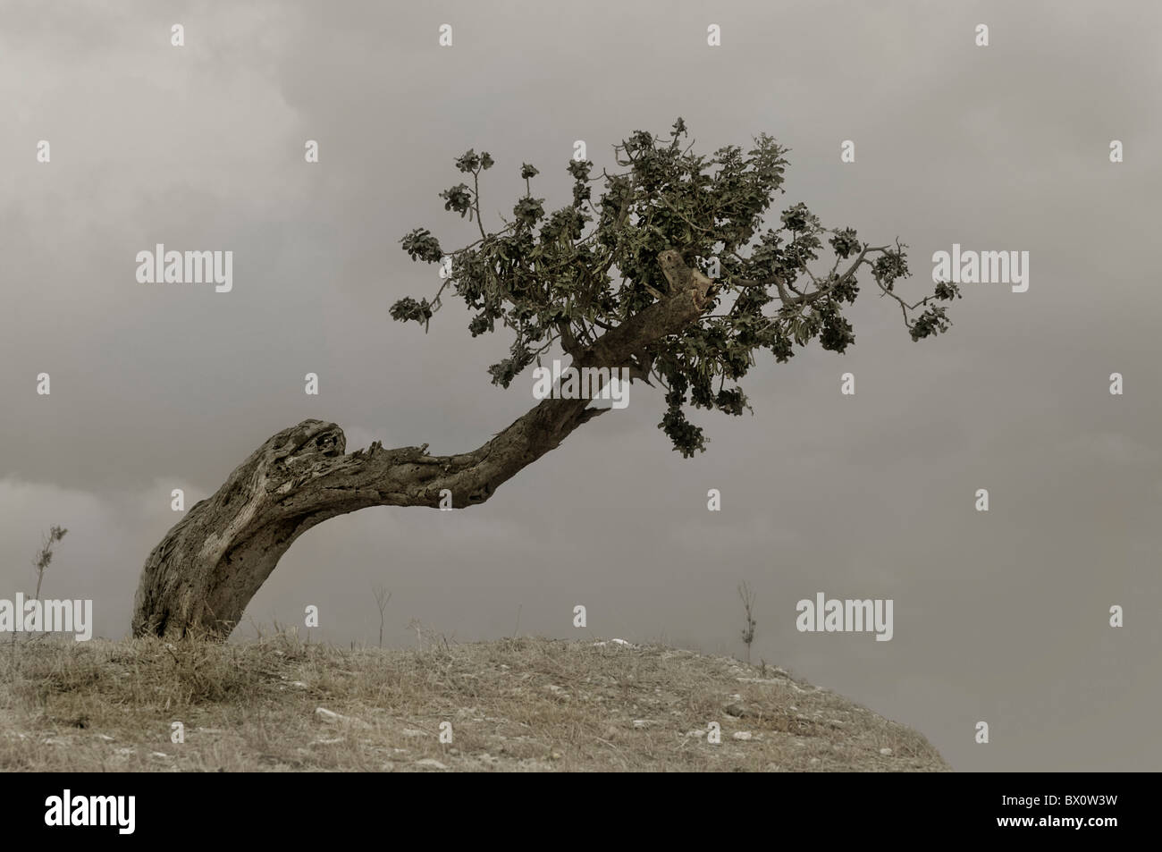 Carob tree hi-res stock photography and images - Alamy