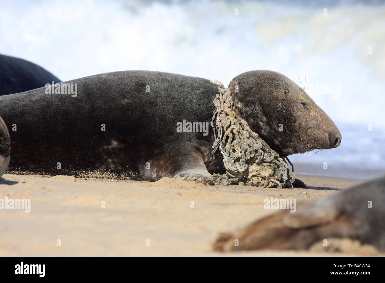 Seal caught with fishing net around neck Stock Photo - Alamy