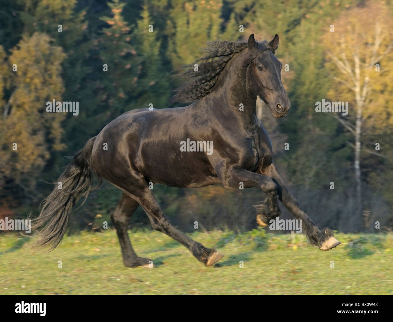 Friesian horse galloping in autumn evening Stock Photo - Alamy
