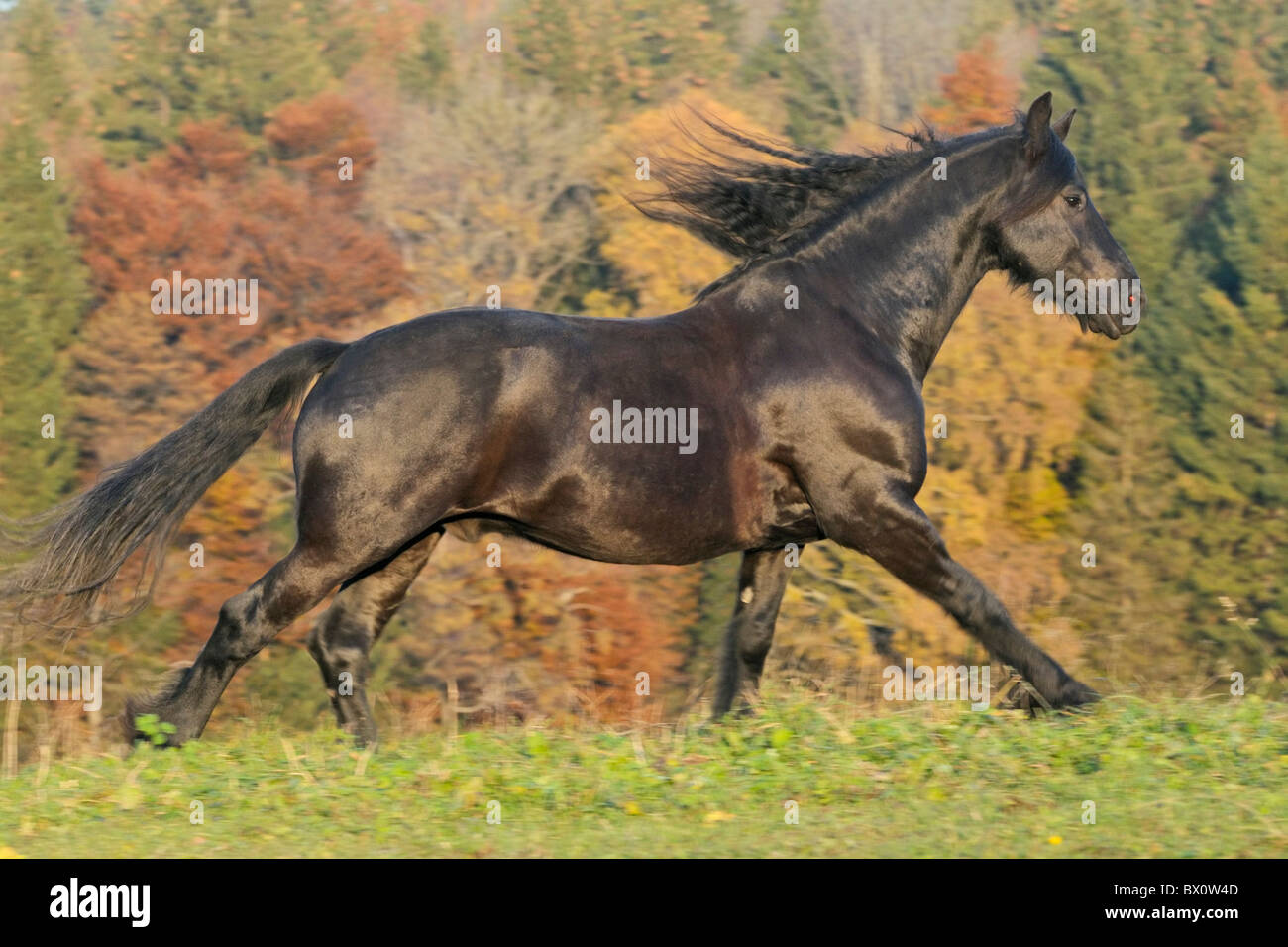 Friesian horse galloping in autumn evening Stock Photo - Alamy