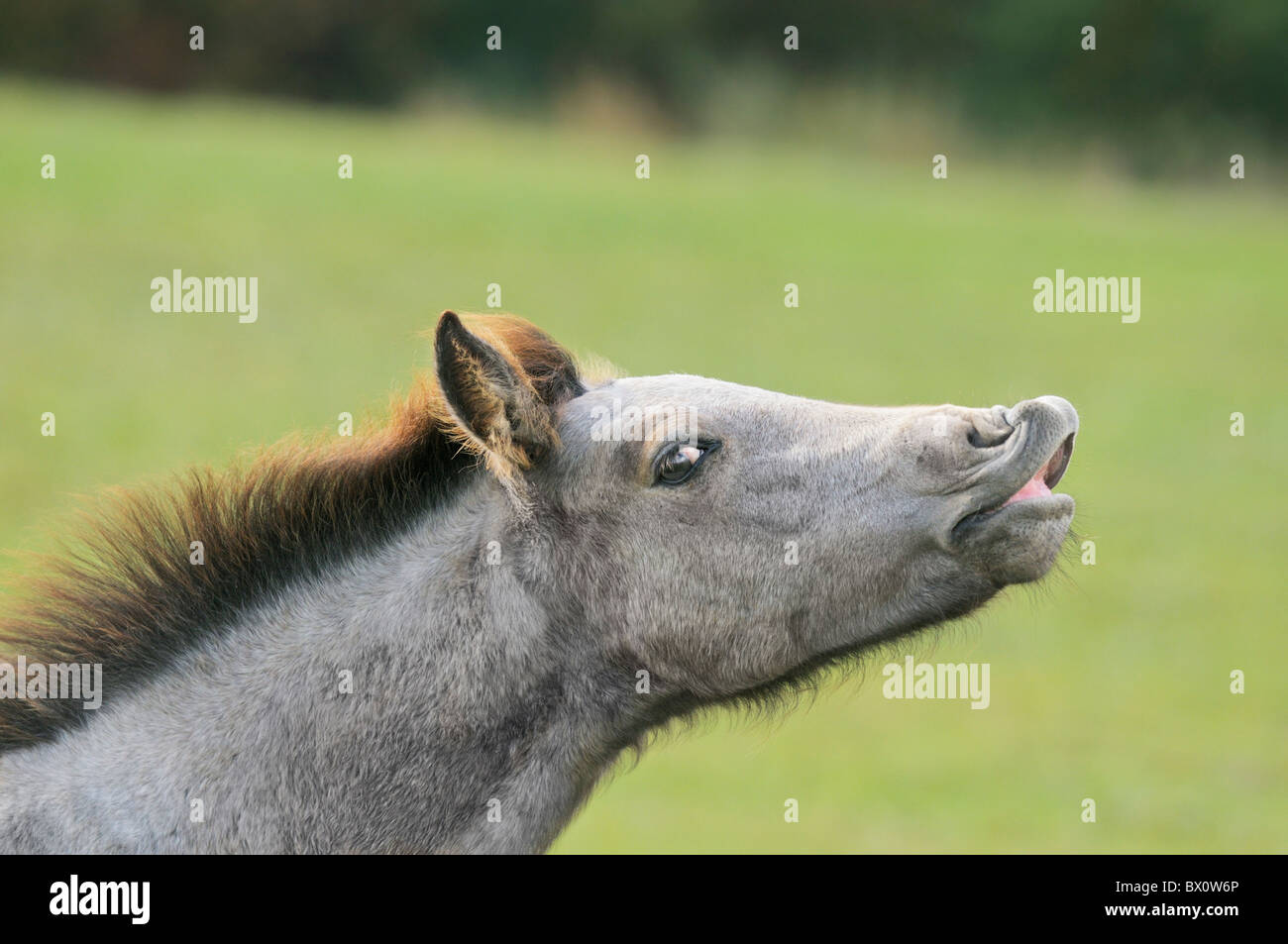 Laughing ponies hi-res stock photography and images - Alamy