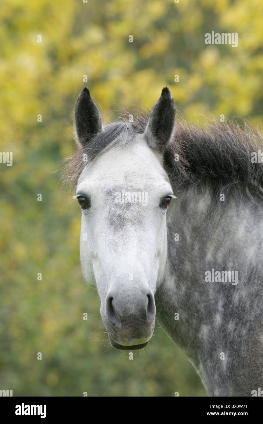 Pony head portrait hi-res stock photography and images - Alamy