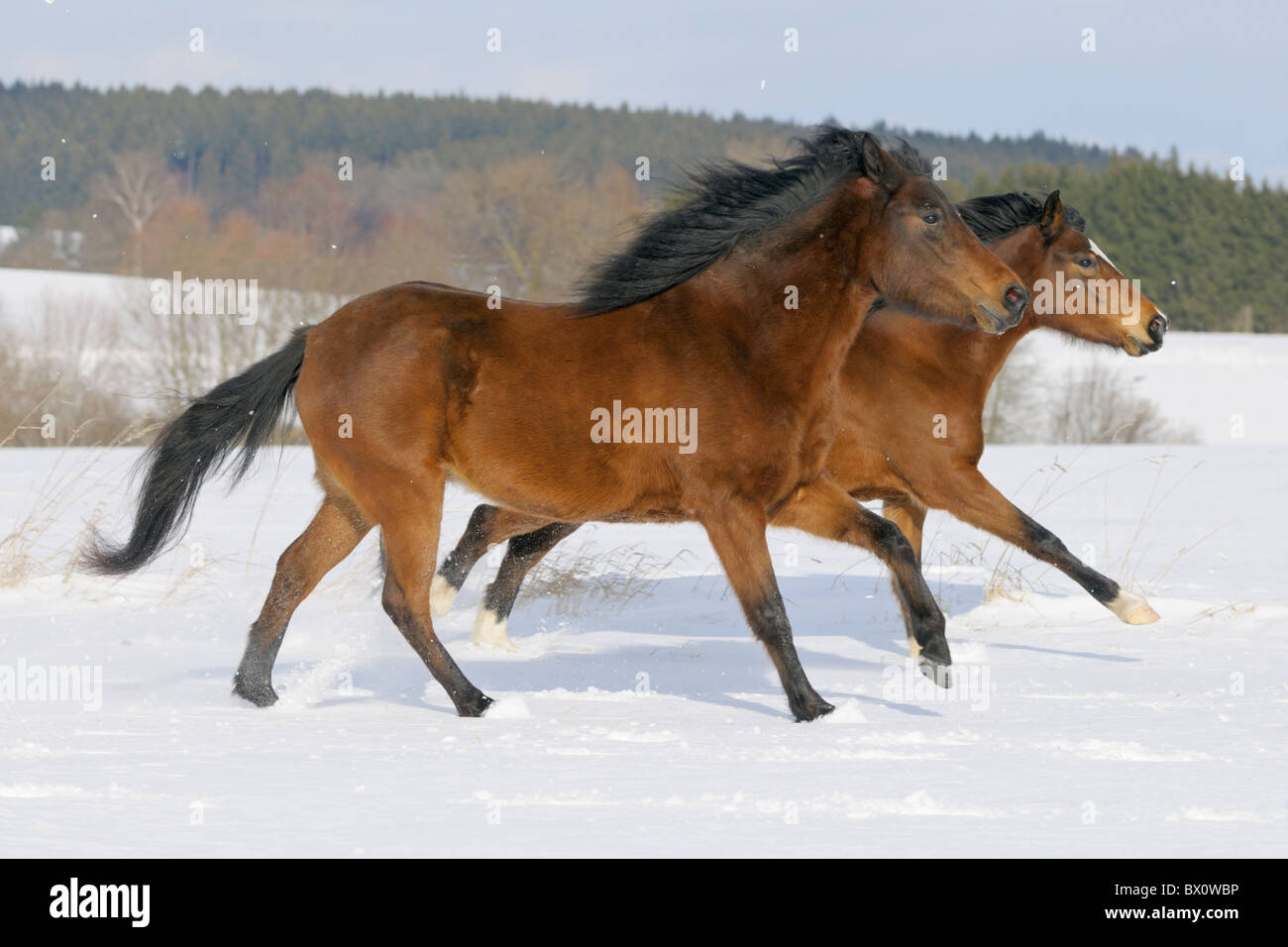 Two Paso Fino horse galloping together in snow Stock Photo - Alamy
