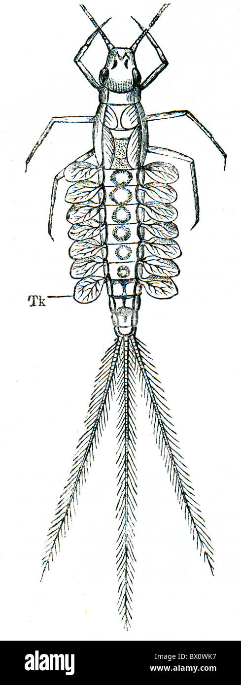 larva Mayflies (Latin: Ephemeroptera - from the Greek «ephemeron ...