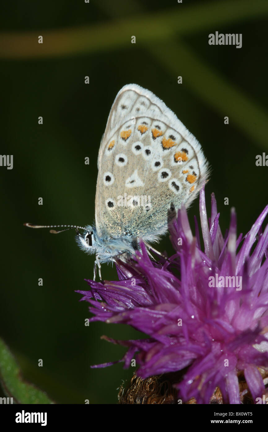 Common butterfly butterfly hi-res stock photography and images - Alamy